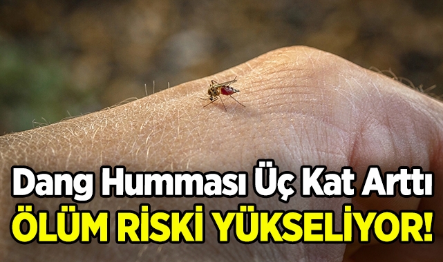 Dang Humması Vakaları Üç Kat Arttı, Ölüm Riski Yükseliyor! - ABDPost ...