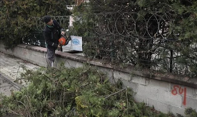Bursa İnegöl'de ağaç budama çalışmaları sürüyor - Türkiye - www.abdpost ...