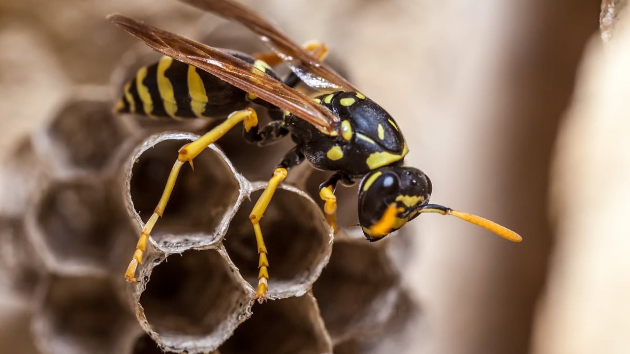 Chaos erupts after radioactive wasps go missing from US nuke site - www ...