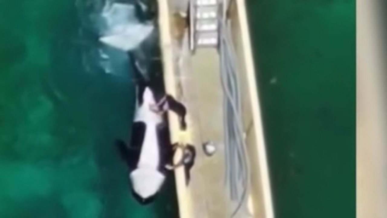 'Disturbing' video shows killer whale being 'stimulated' by trainers ...
