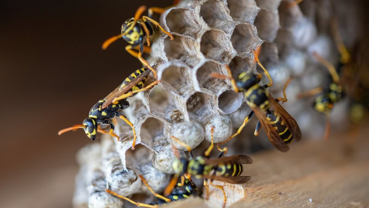 Nuclear wasps fallout explodes as bomb factory staff blow the lid ...