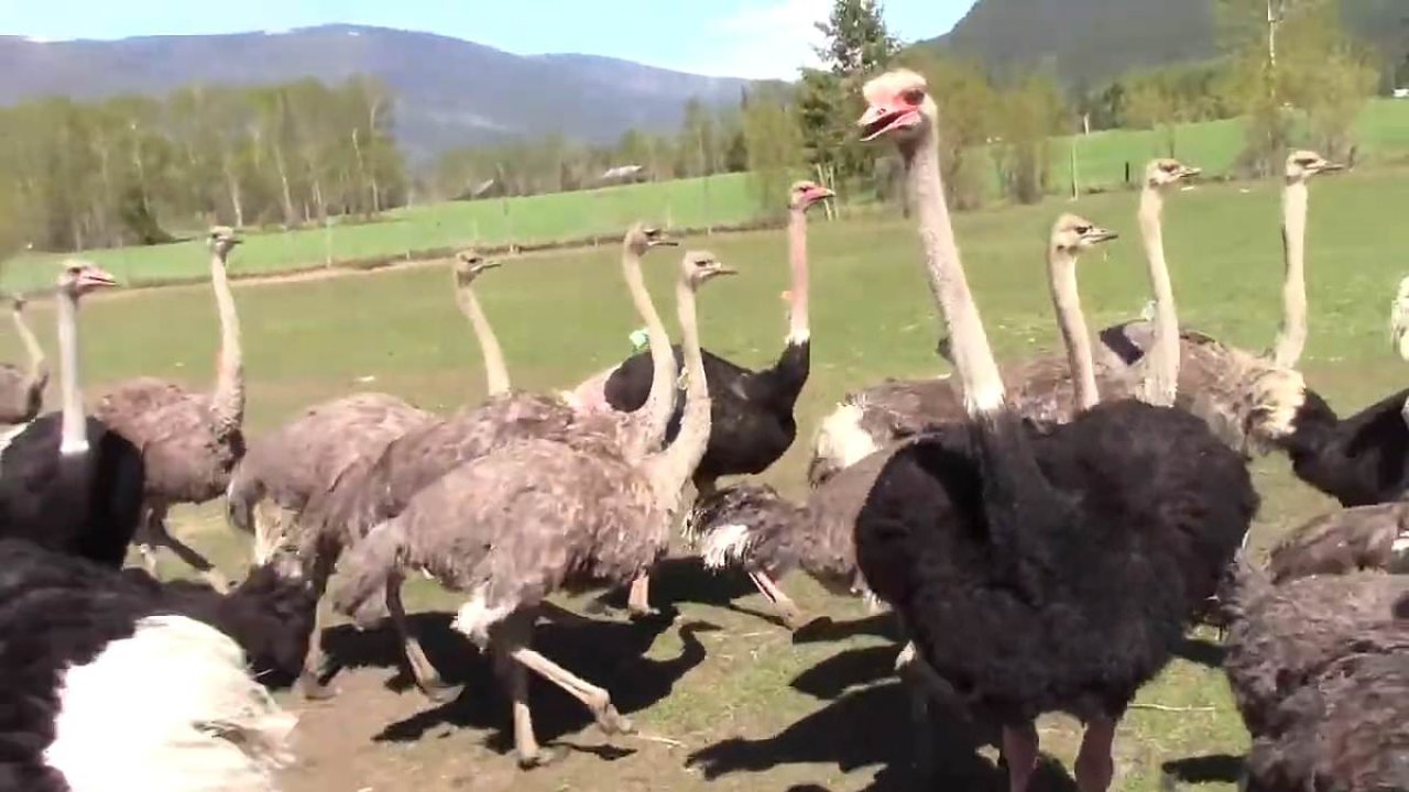 Supermarket mogul at center of bizarre big bird battle - ABDPost.com ...