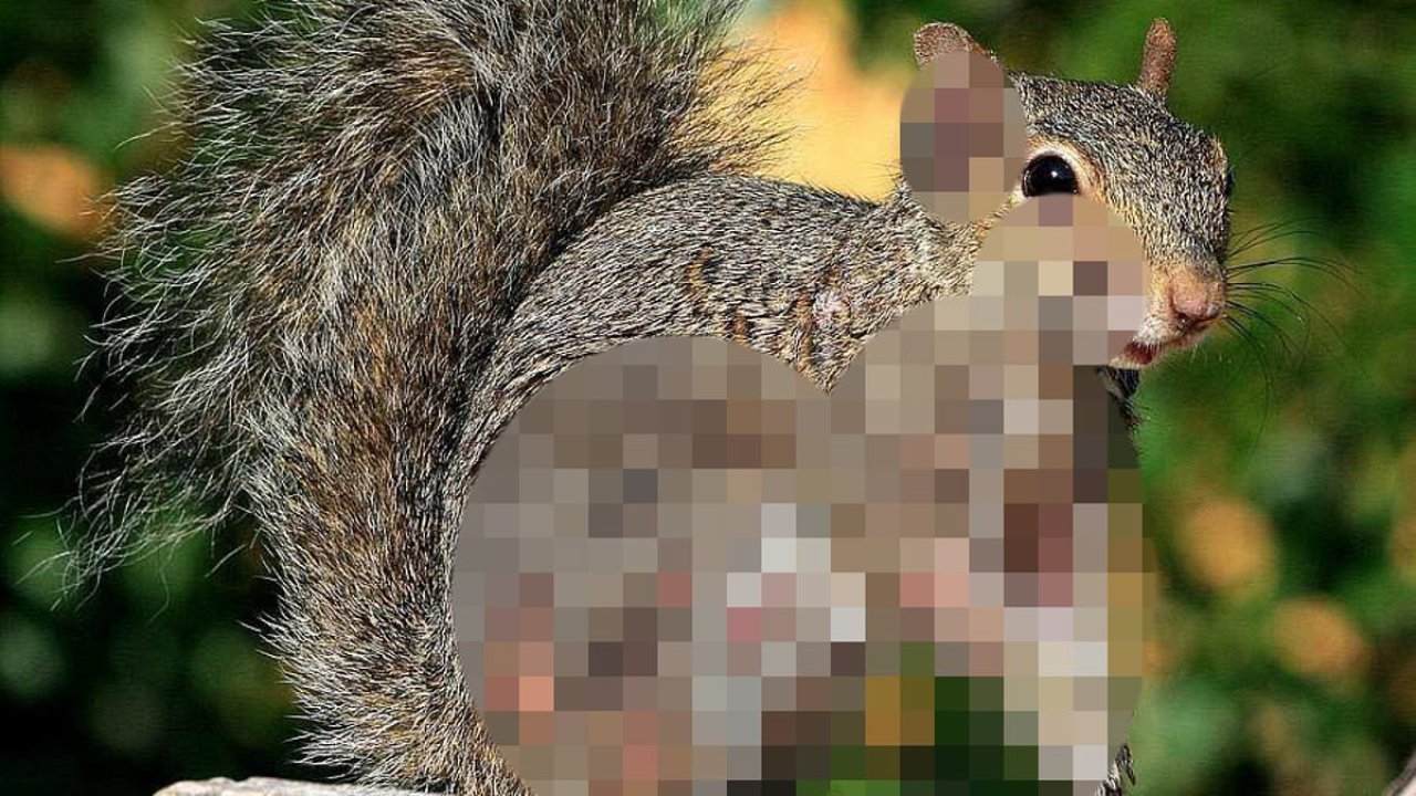 Terrifying 'zombie squirrels' with oozing flesh invade US backyards ...