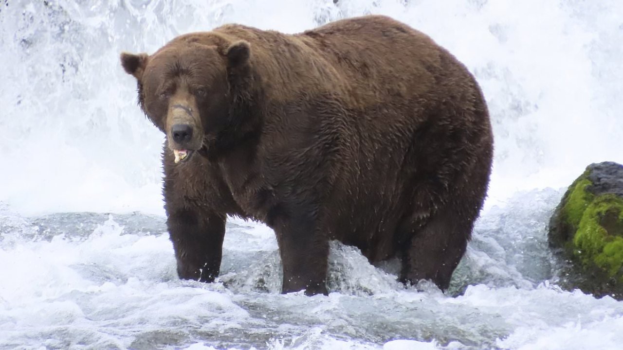 Massive 1,200lbs beast with broken jaw is crowned Fat Bear Week winner ...