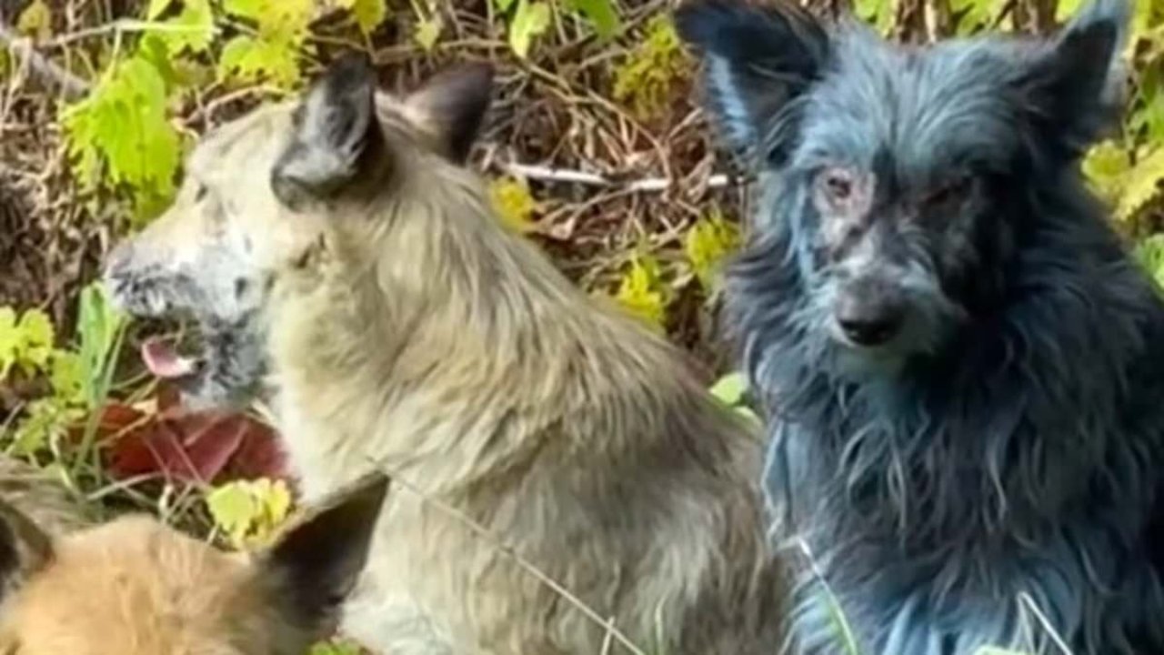 Mystery as blue dogs are spotted at site of Chernobyl nuclear disaster ...