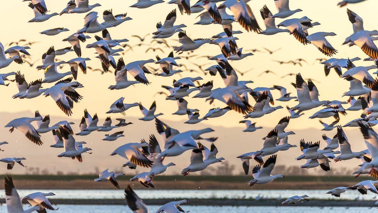 Ominous warning for humanity as birds adopt 'unsettling' behavior ...