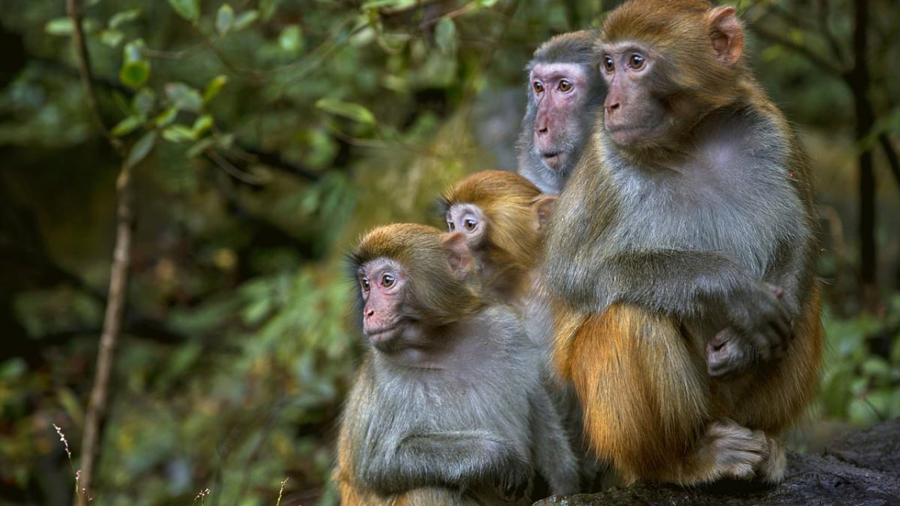 Terrifying moment 'raining monkeys' soar from trees at Florida park ...