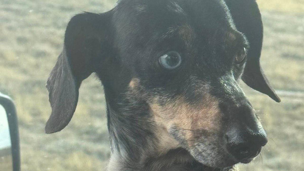 Dog feared dead in horror crash is found alive over a week later - www ...