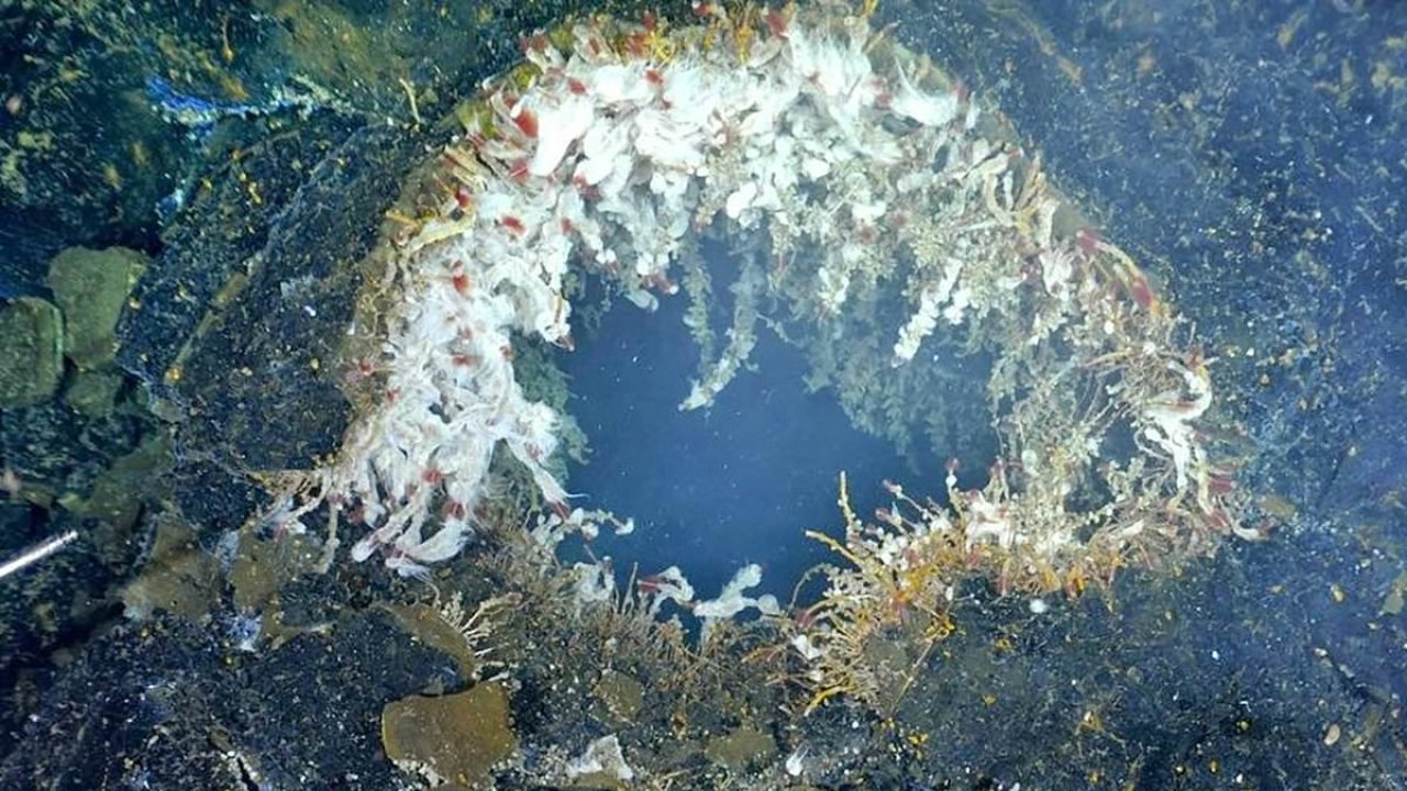 Earthquake rattles underwater volcano off West Coast set to erupt ...