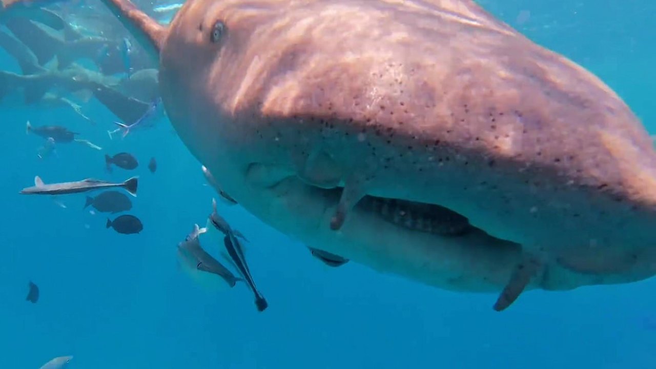 Heart-stopping moment diver's camera is swallowed by a shark - ABDPost ...