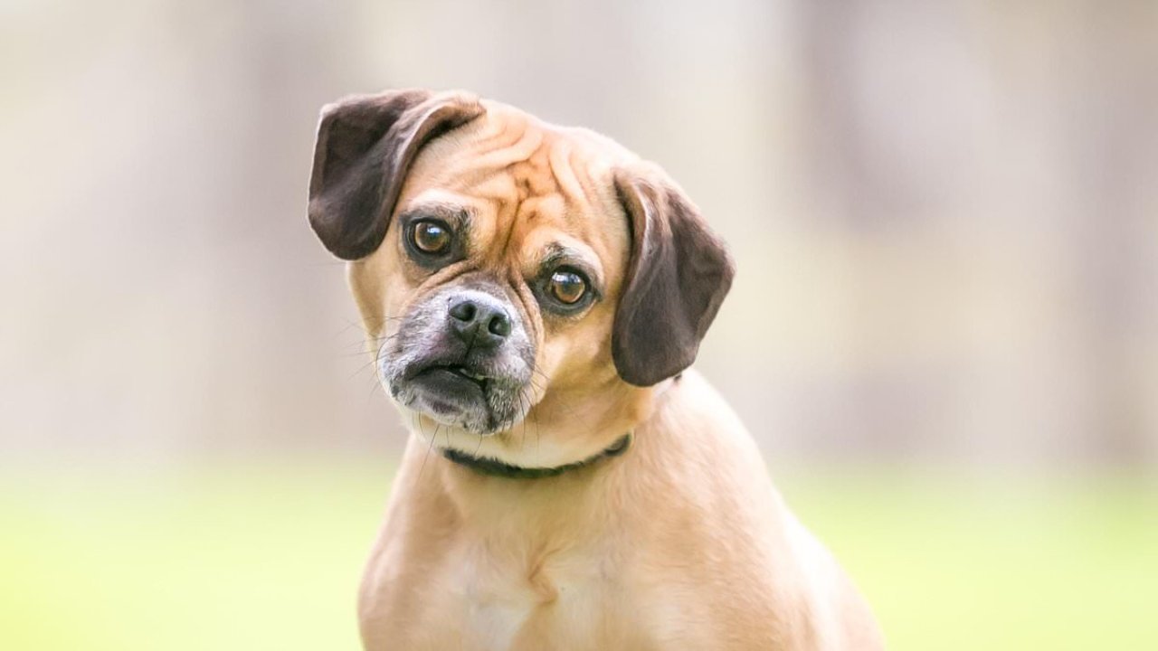 Signs your dog has autism… and how owners can help ease symptoms ...