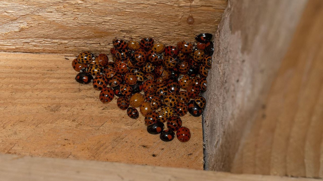 Urgent warning over 'evil ladybugs' invading US homes by the thousands ...