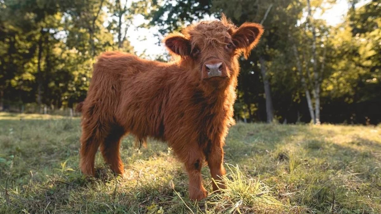 Teacup pigs are out as Highland cows become the latest luxury pet ...